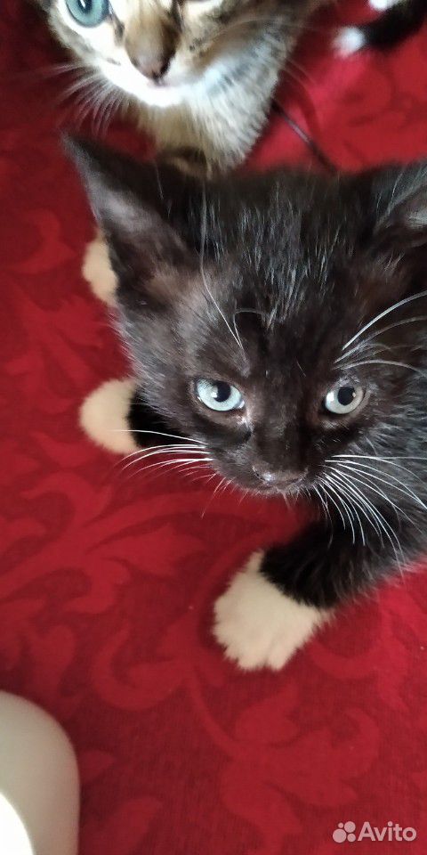 Кошка
