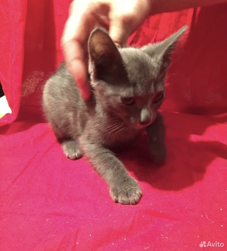 Особенный голубой котёнок Ронни 4 месяца в добрые