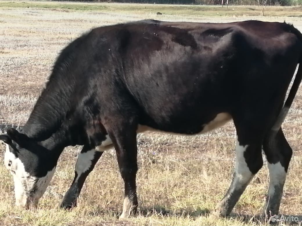 Коровы и покрытые тёлки