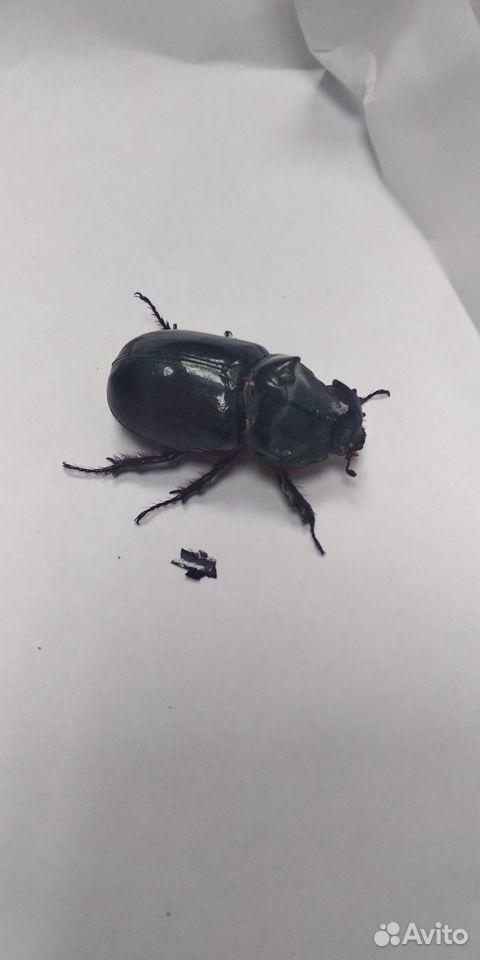 Жук-носорог