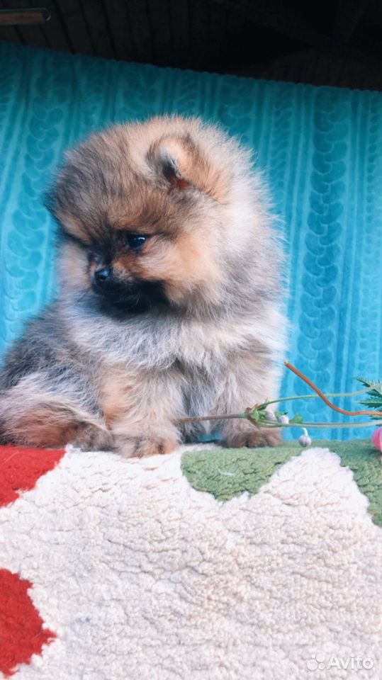 Шпиц мини и малые