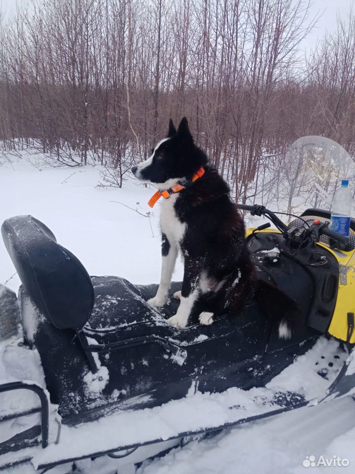 Лайка русско европейская вязка