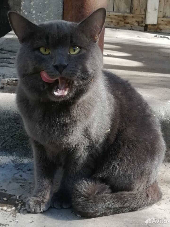 Кот