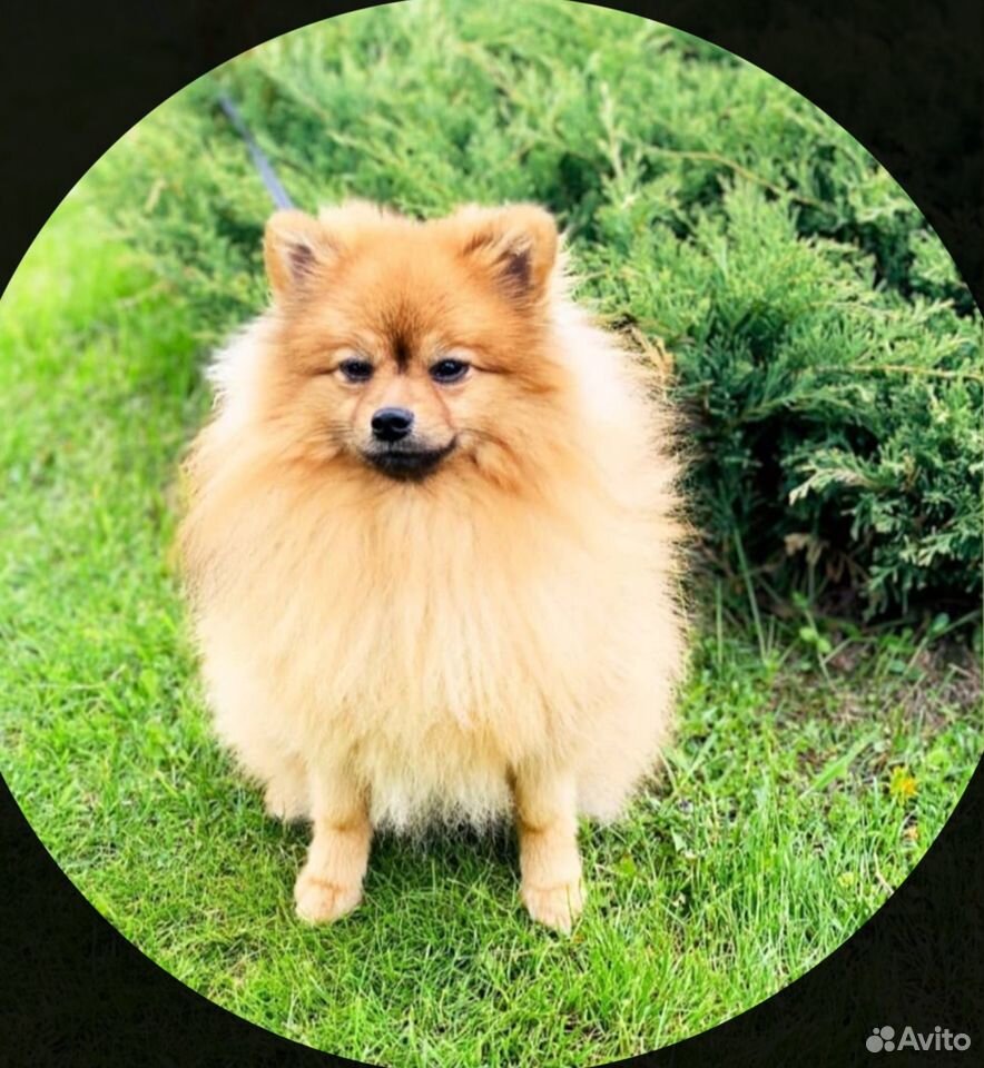 Шпиц на вязку