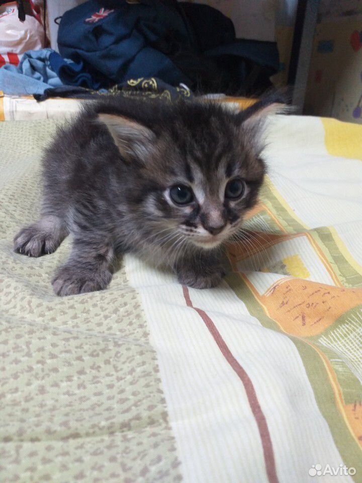 Себирский кот метис