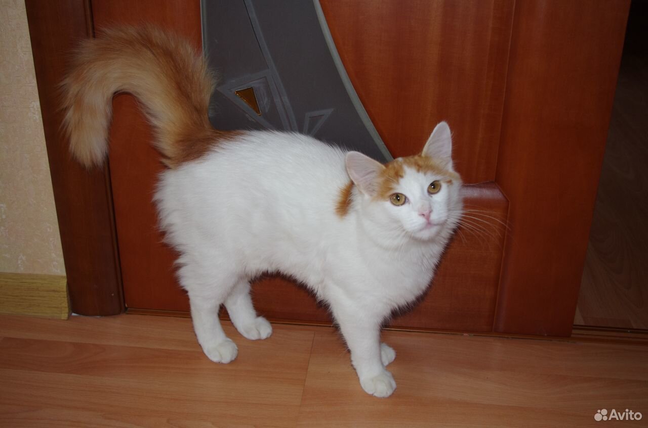 Котик Петя ищет дом