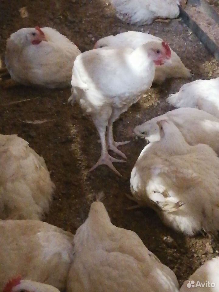 Бройлеры тушка