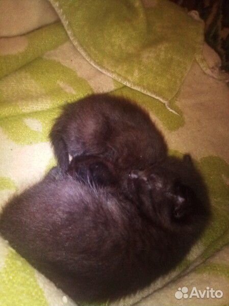Котата веслоухие