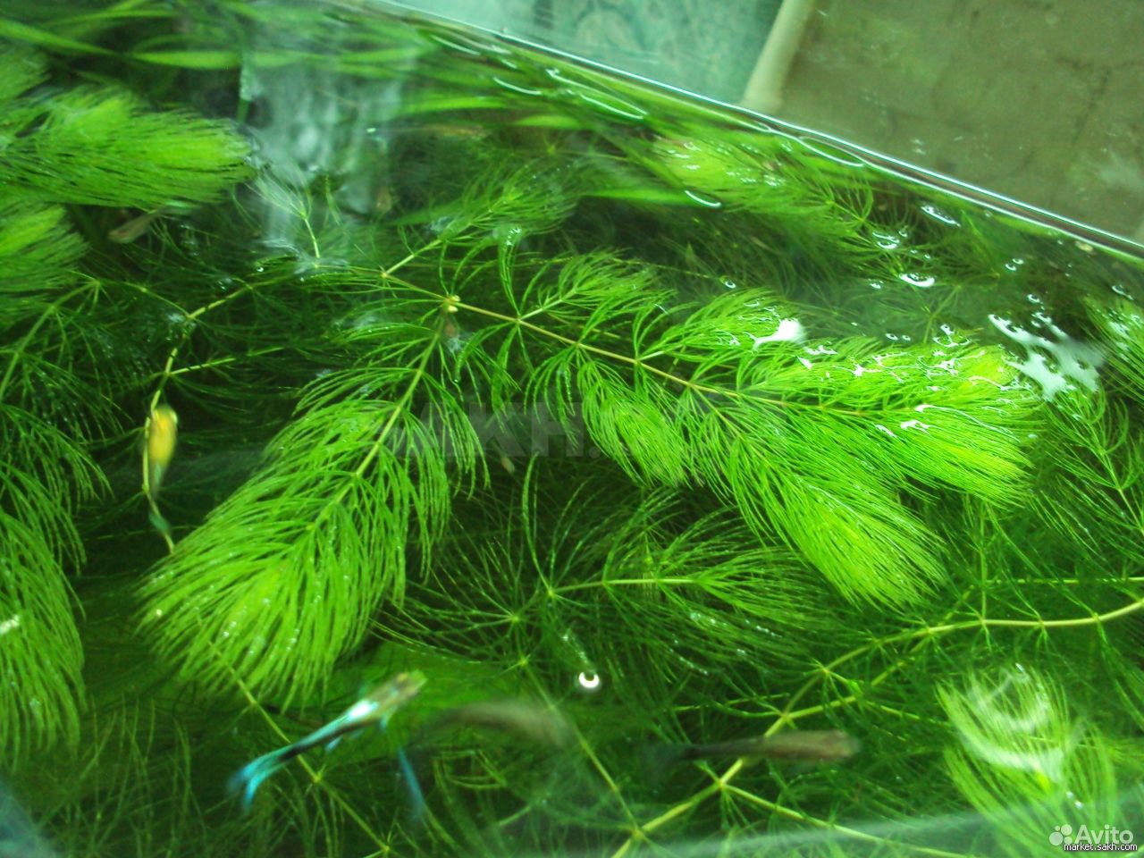 Отдам роголистник