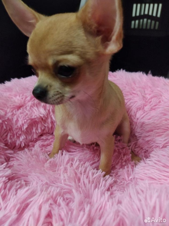 Малышка Чихуахуа