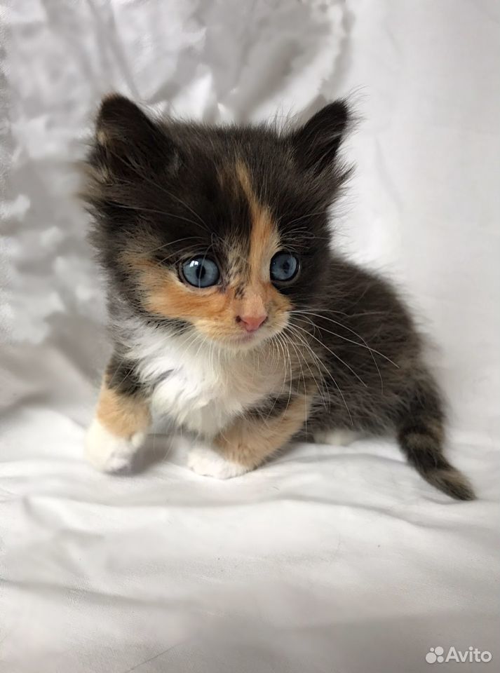 Котёнок