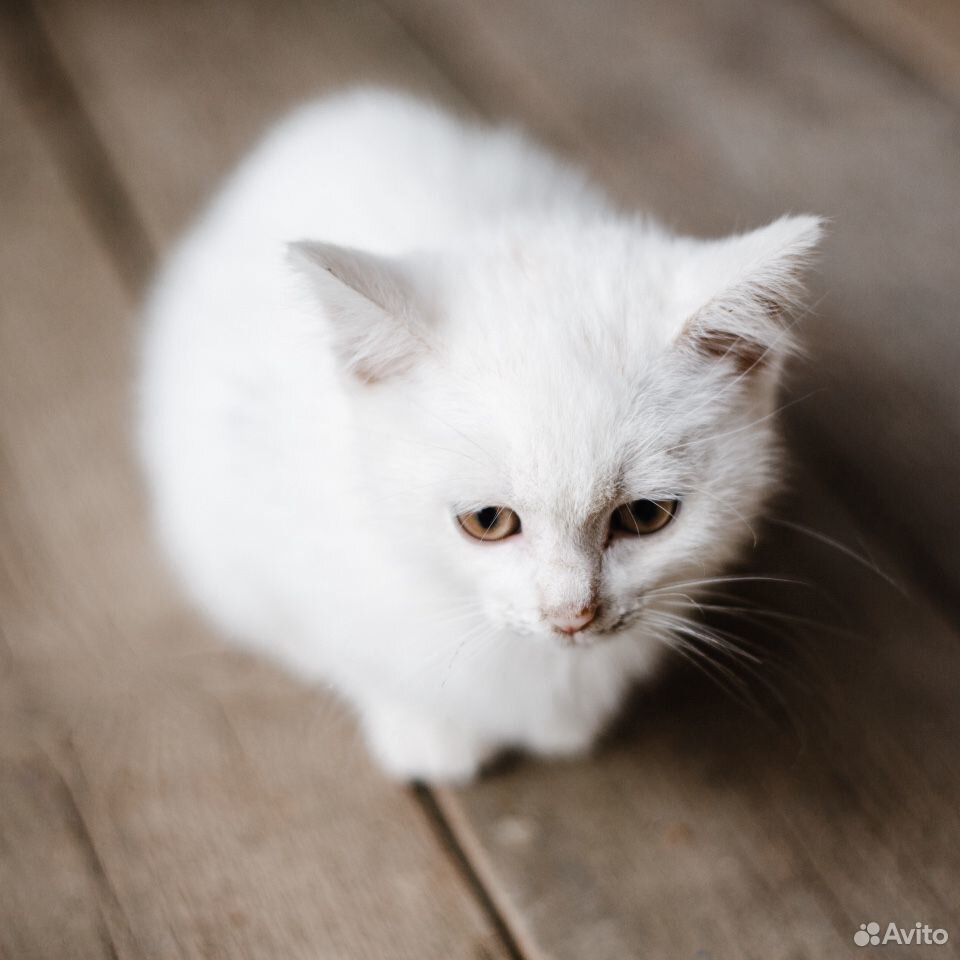 Котенок