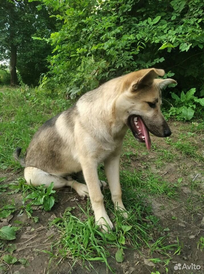 Щенки кобели для охраны и души