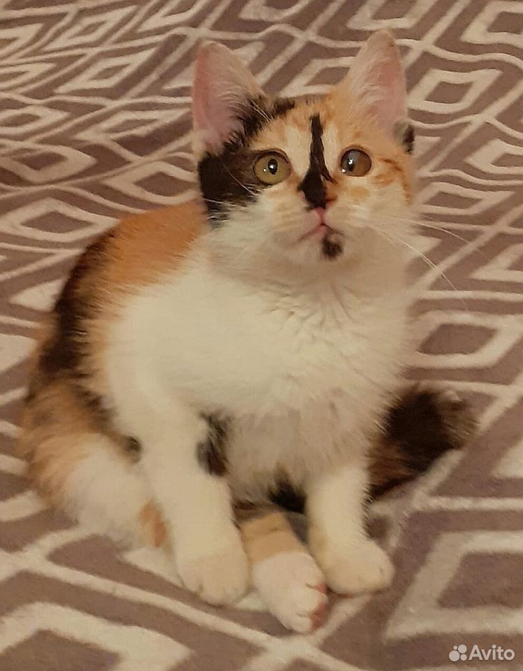 Милый домашний котенок девочка в дар