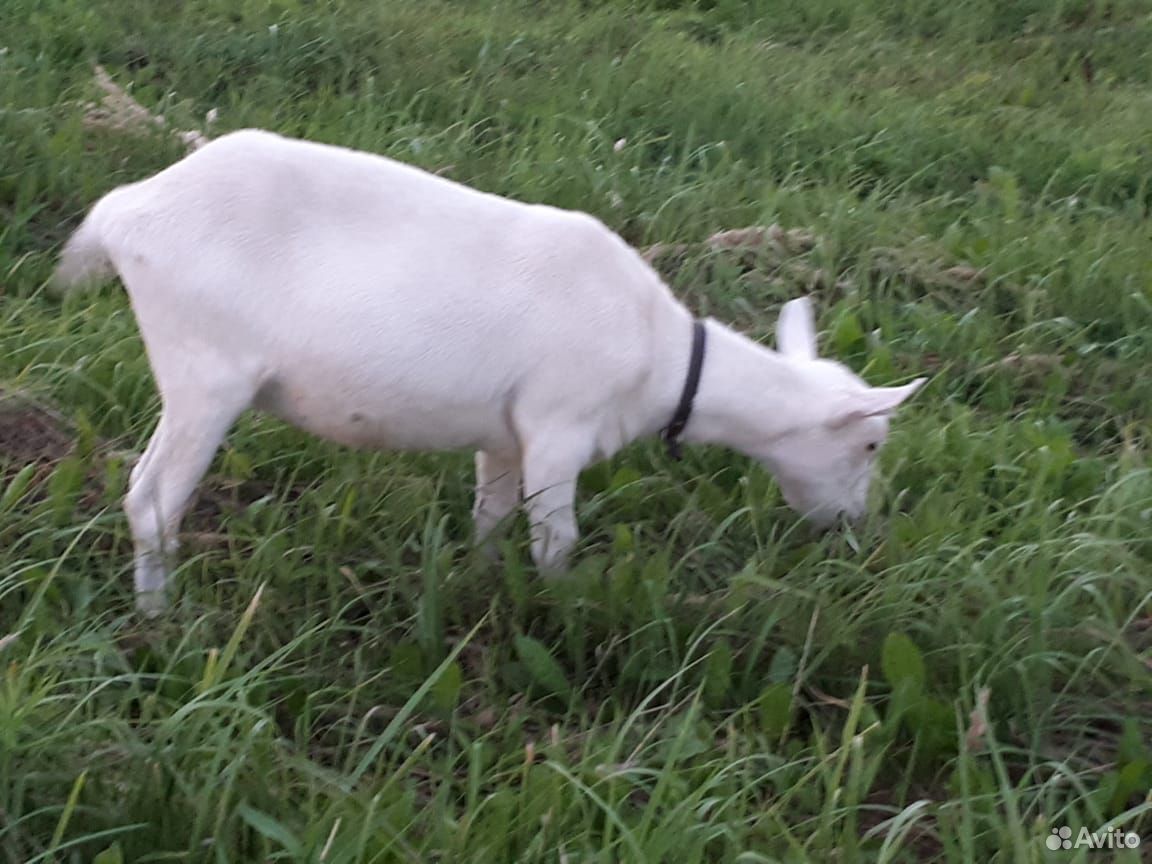 Коза под покрытие