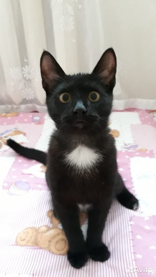 Кот
