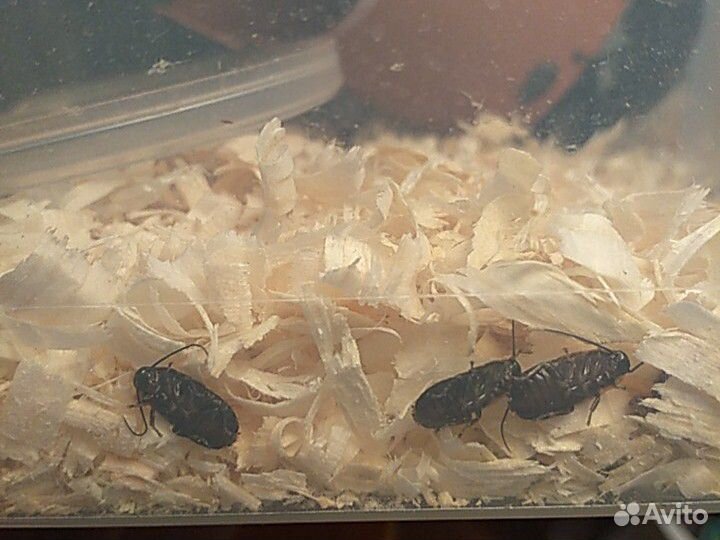 Кормовые мадагаскарские тараканы