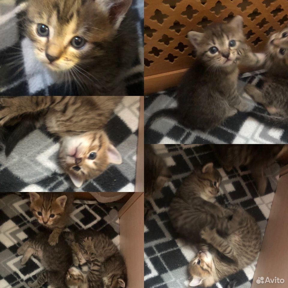 Котята