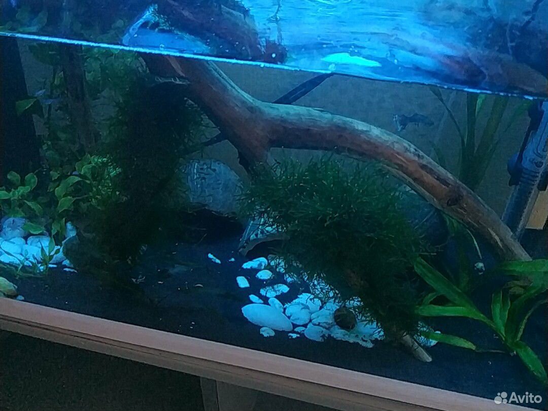 Прополка водрасли для аквариума