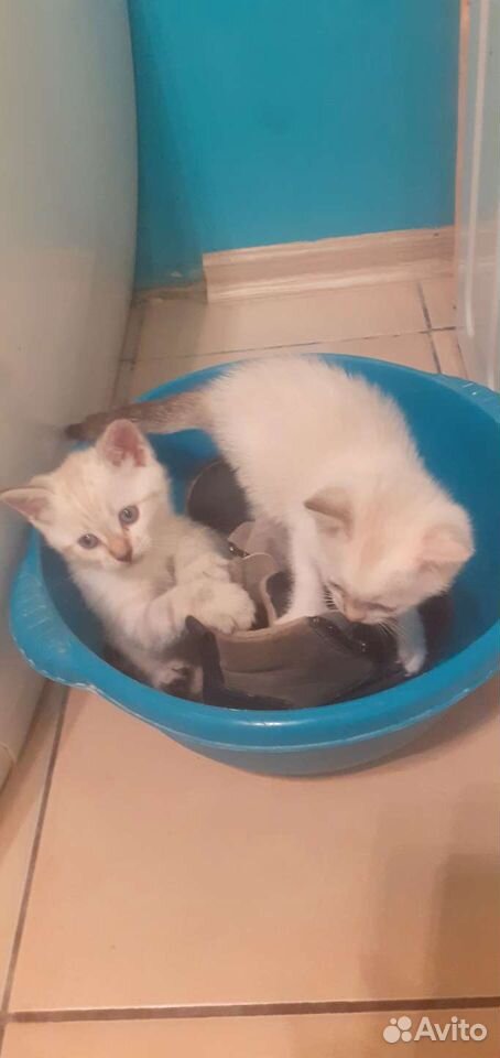 Котята от Невской Москарадной(полукровки)