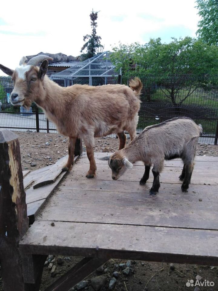 Камерунские козы