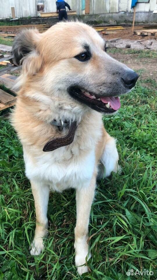 Добрющий пес рыжик - в дар