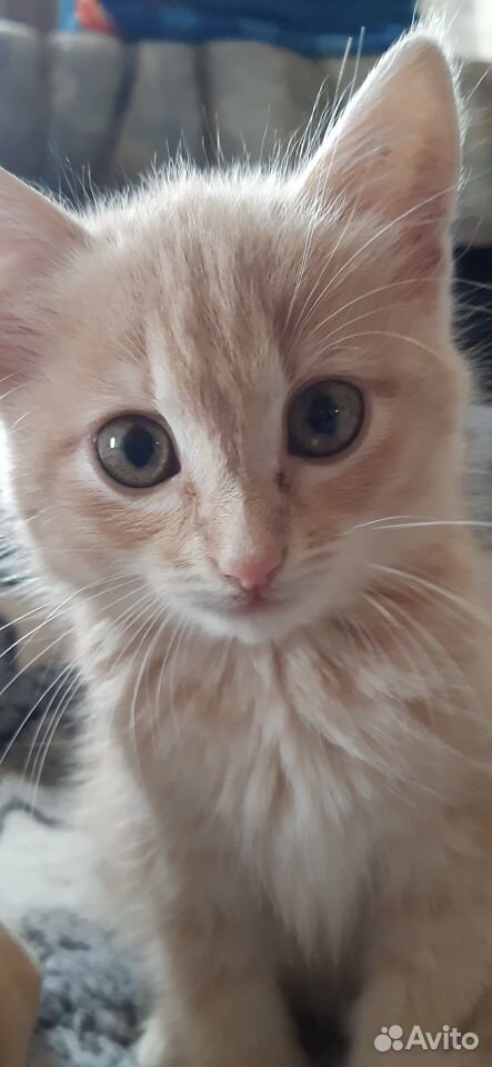 Кошка и котик