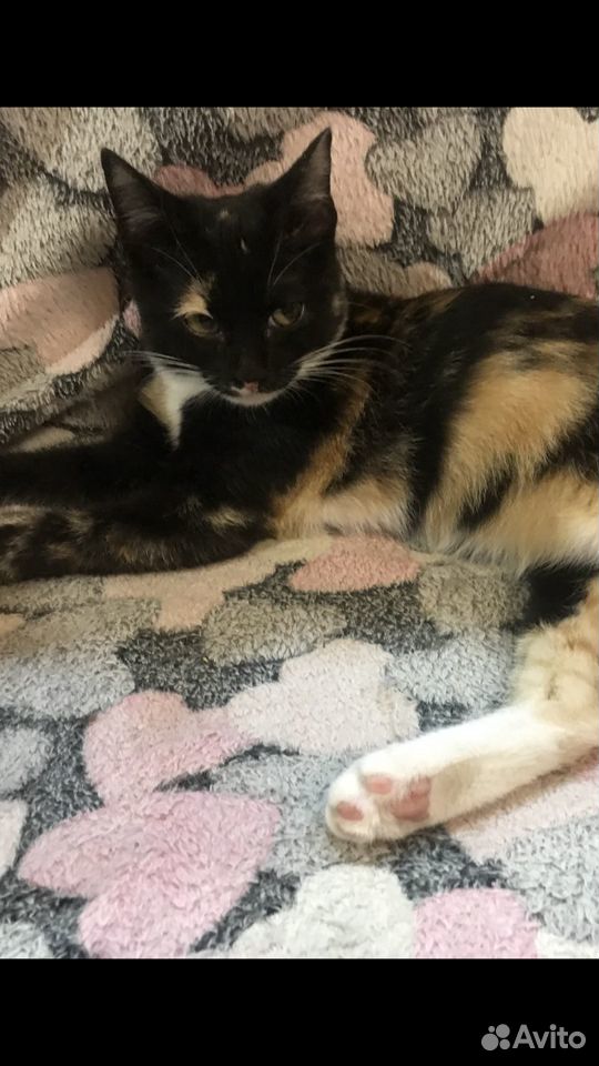 Кошка, девочка, 3 месяца