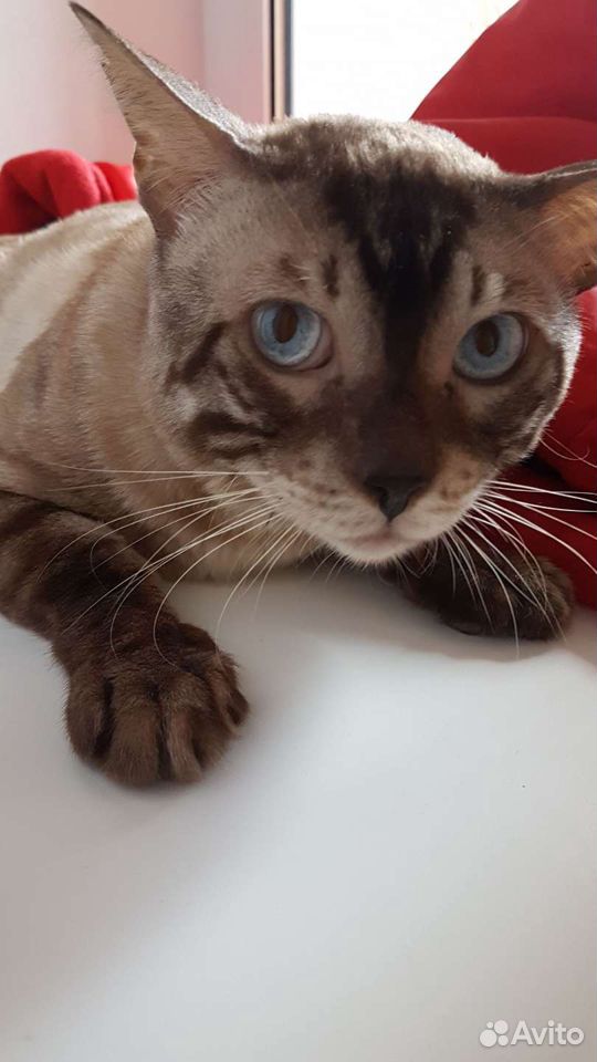 Кошка