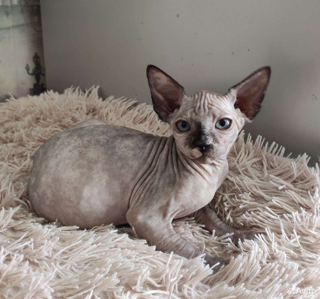 Яркая малышка черепахового окраса