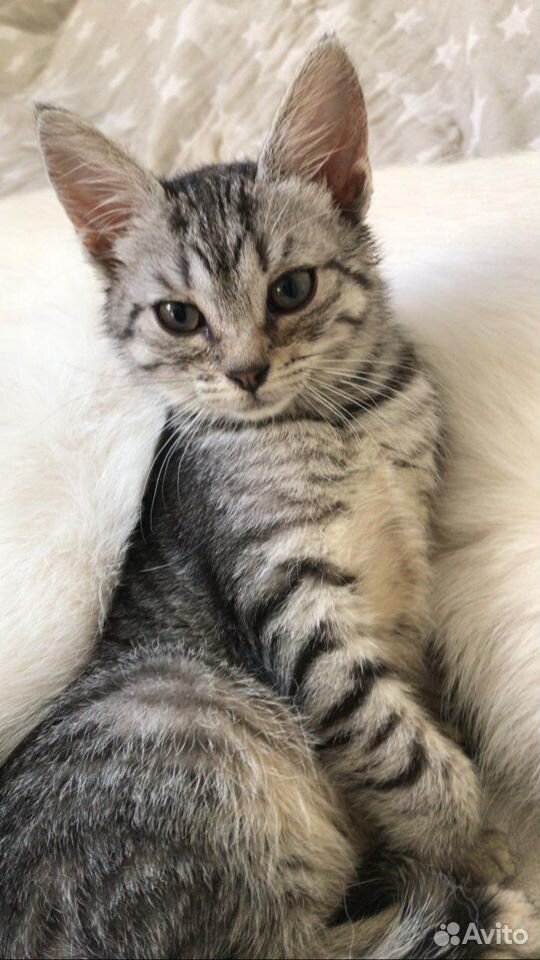 Кошка Египетская мау котенок