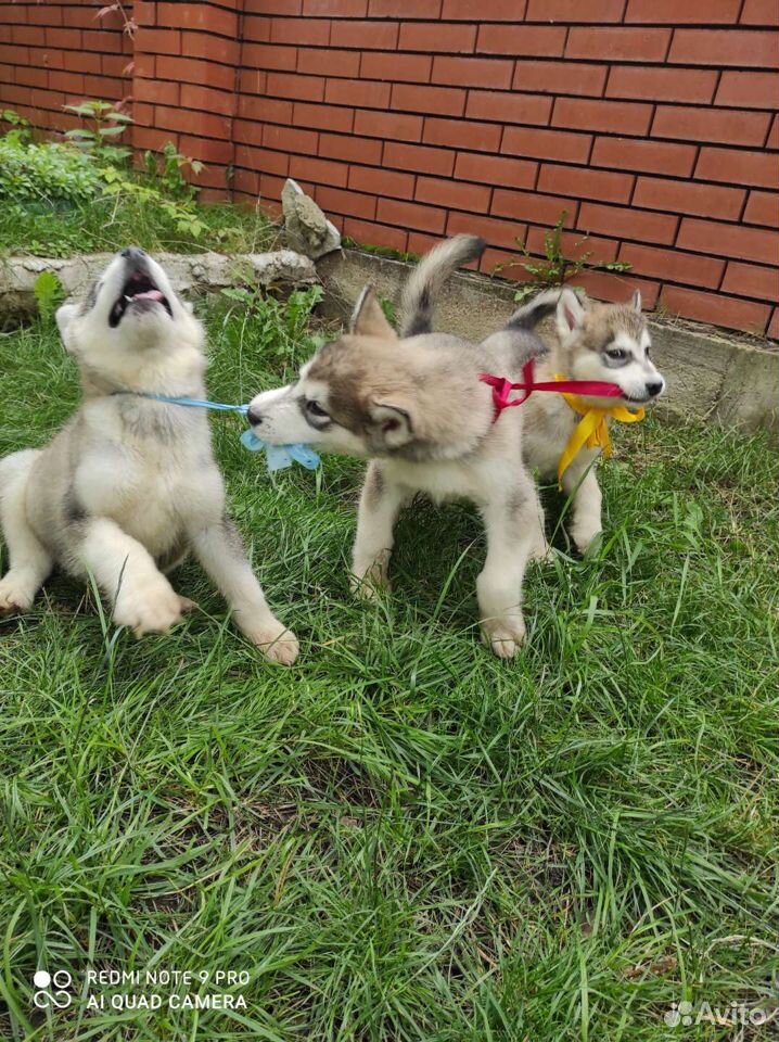 Аляскинский маламут