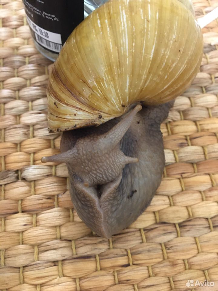 Улитка Ахатина с террариумом