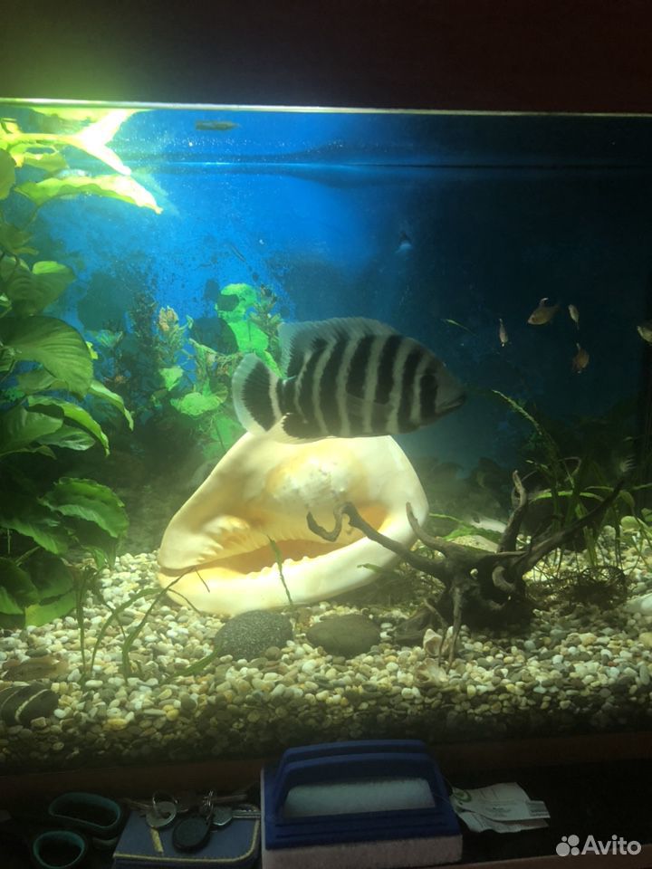 Теляпиа тигровая рыба