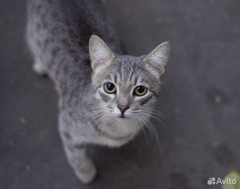 Домашний котёнок в подъезде очень нужен дом