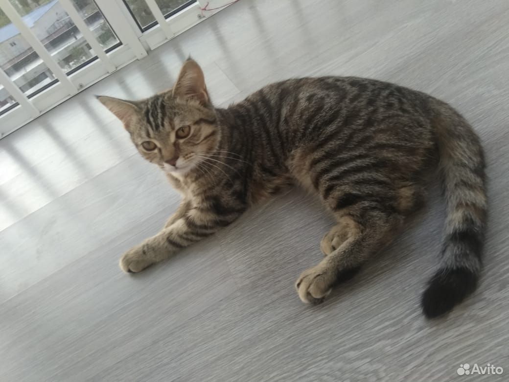 Кошка помесь бенгальской мамы