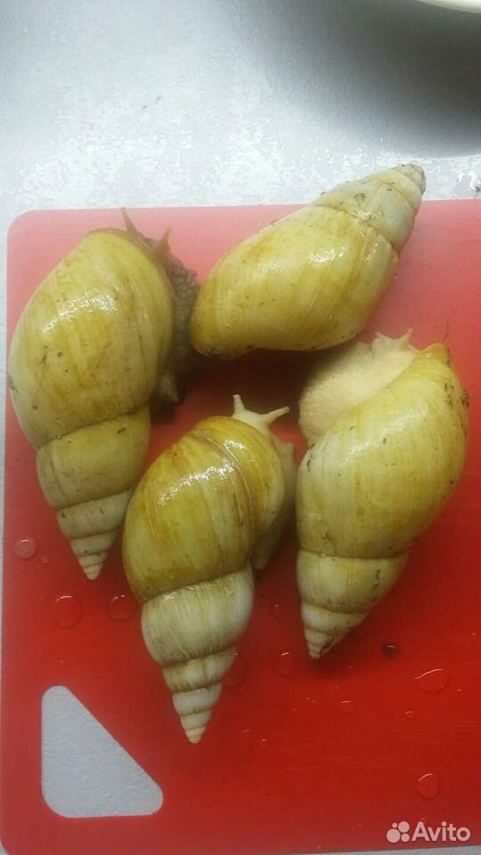 В добрые руки ахатины, архахатины