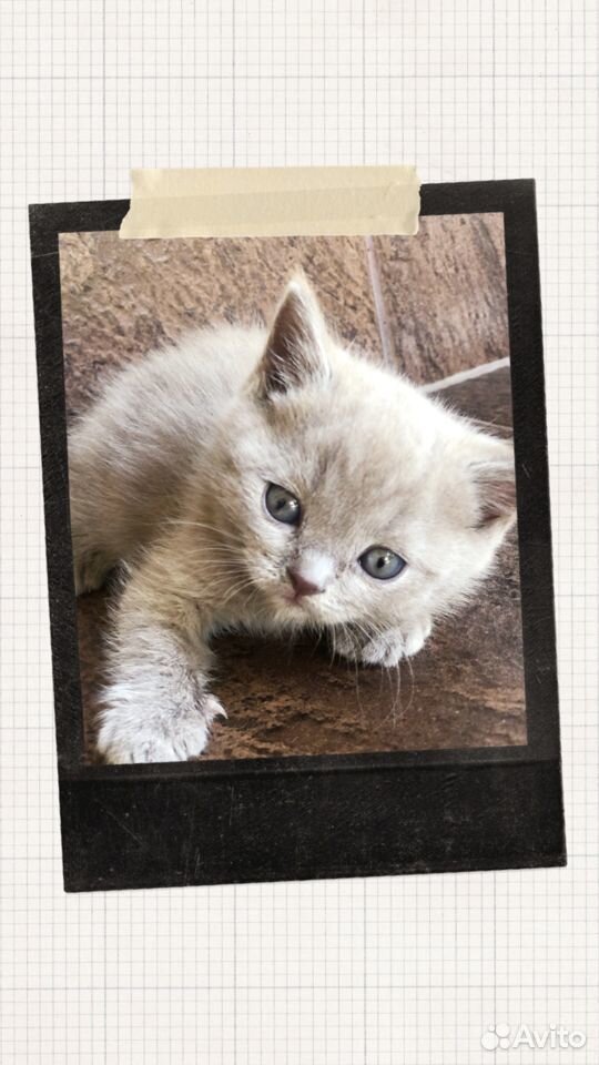 Британские котятки