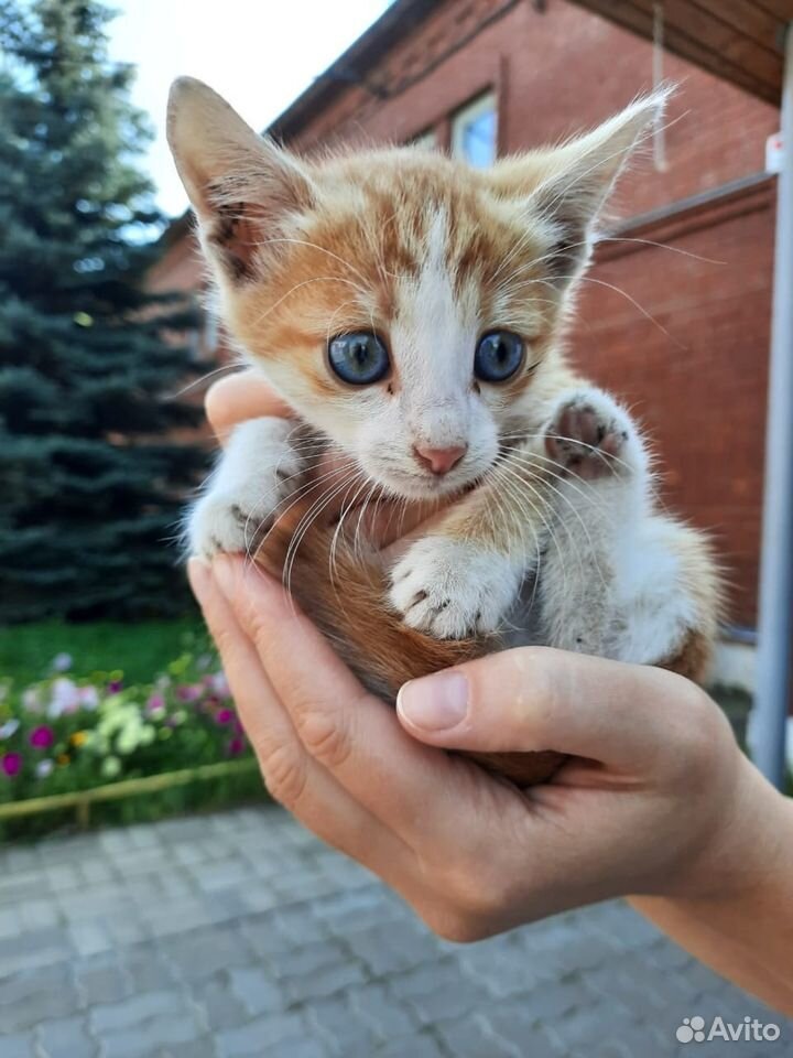 Малышок в хорошие руки