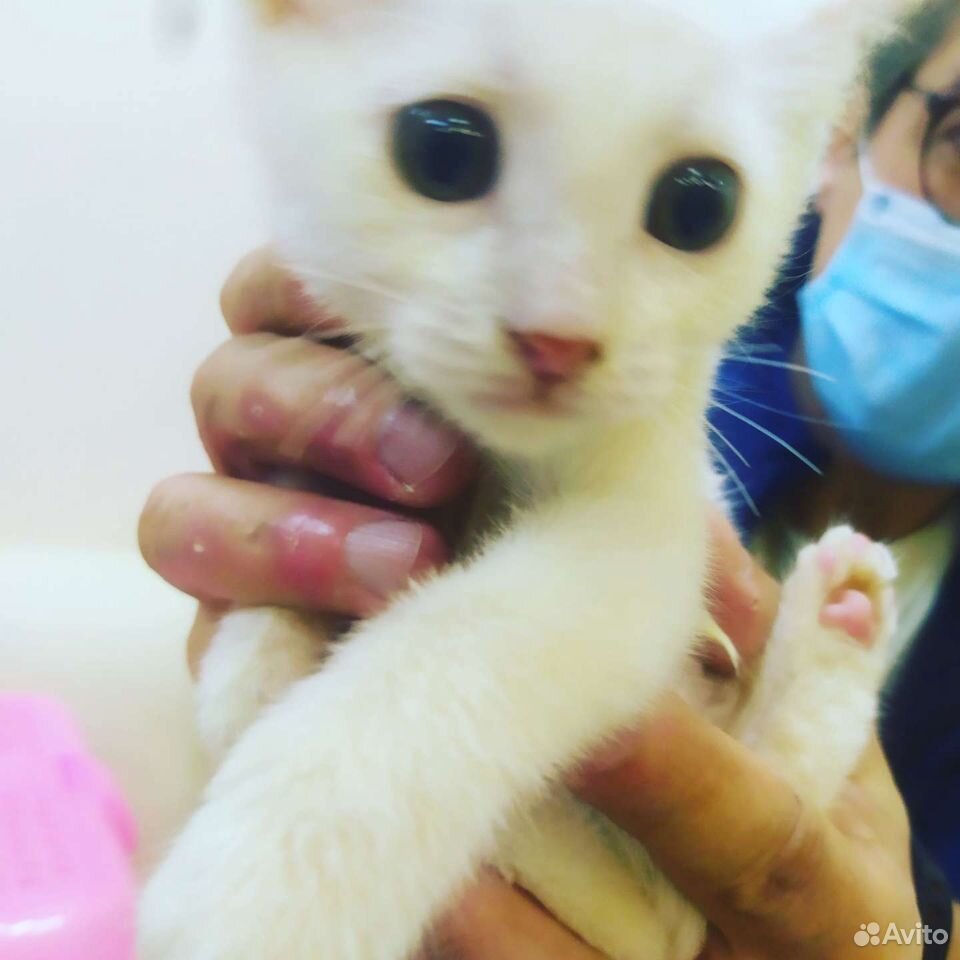 Котенок Констанция