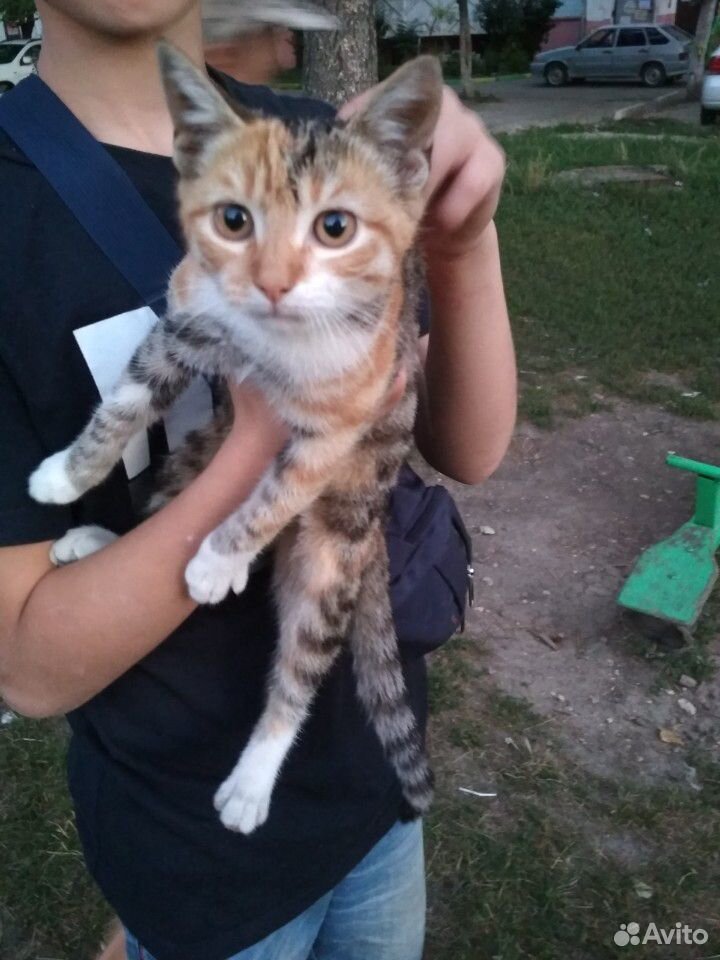 Очень красивая трёхцветка