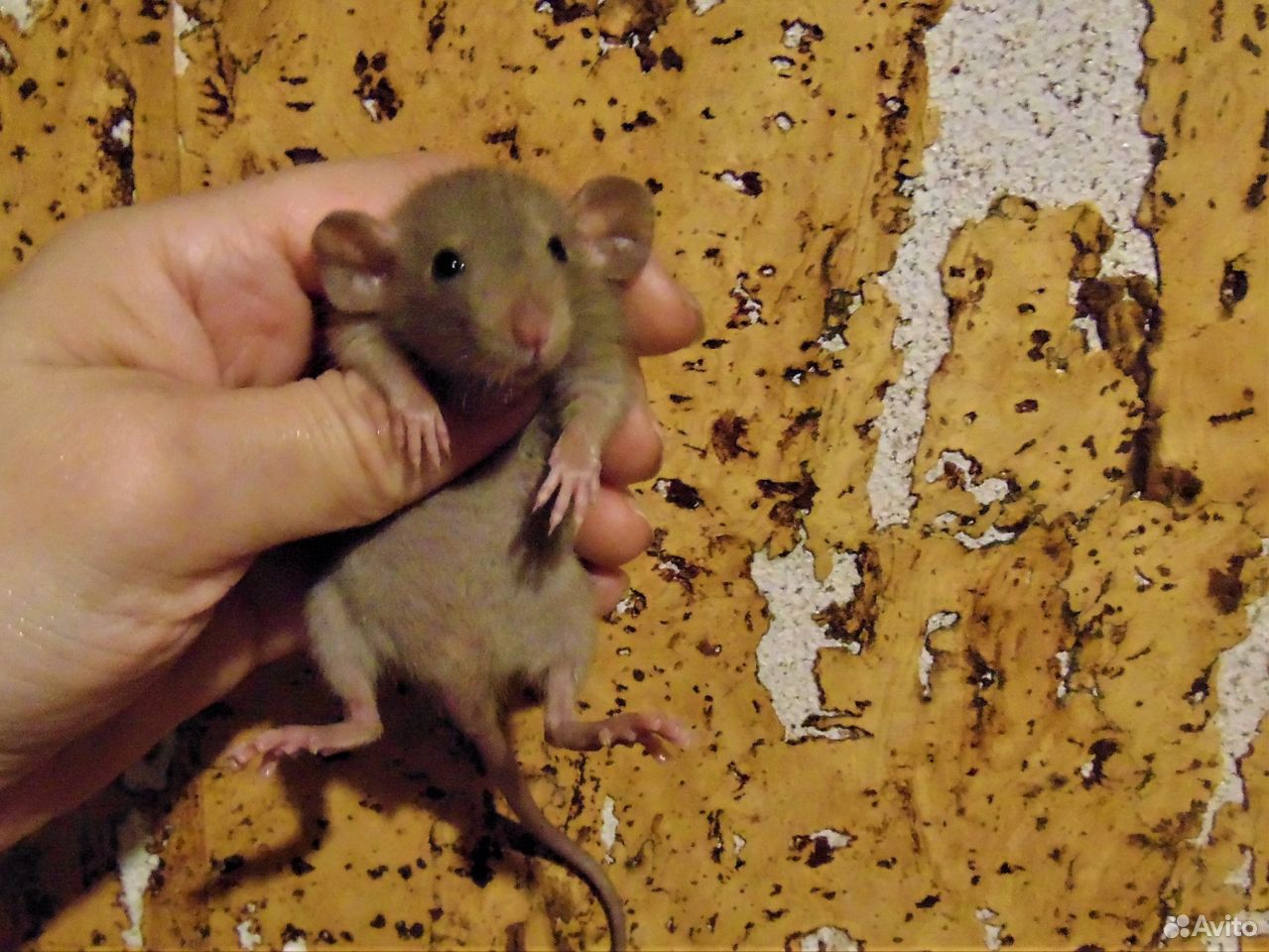 Крысы, крысята дамбо, стандарт девочки, клетки