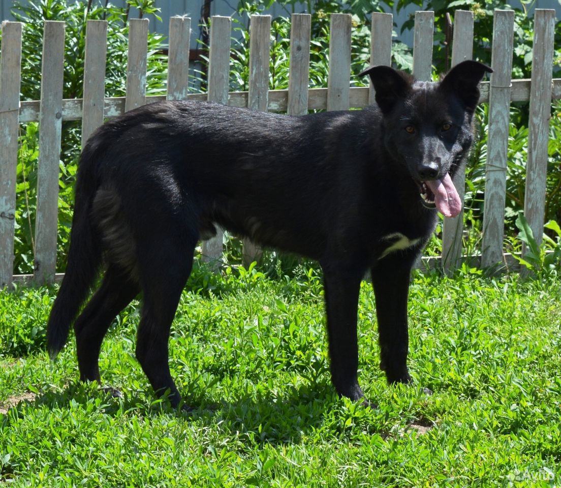 Молодой брюнет Жук ищет дом для охраны