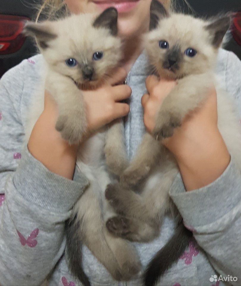 Котята девочки Тайской пароды