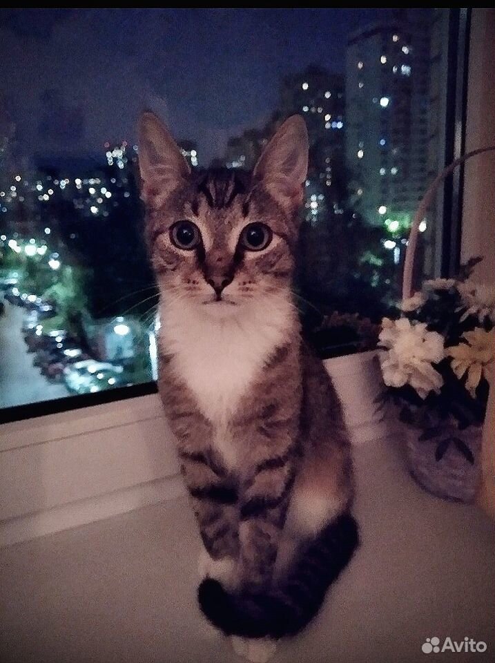 Котенок в добрые руки