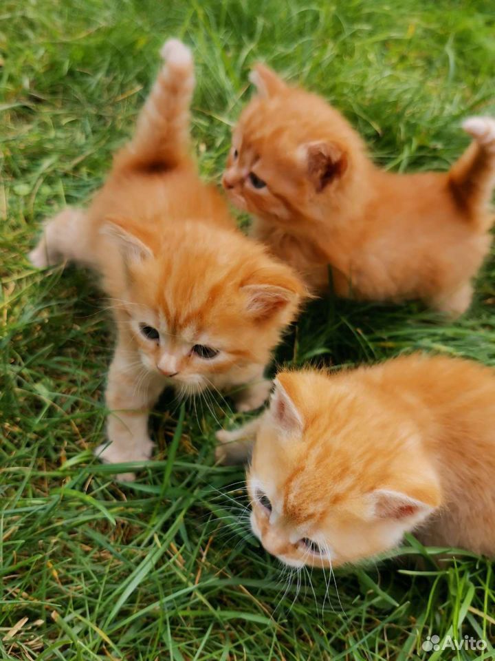 Котятки рыжие