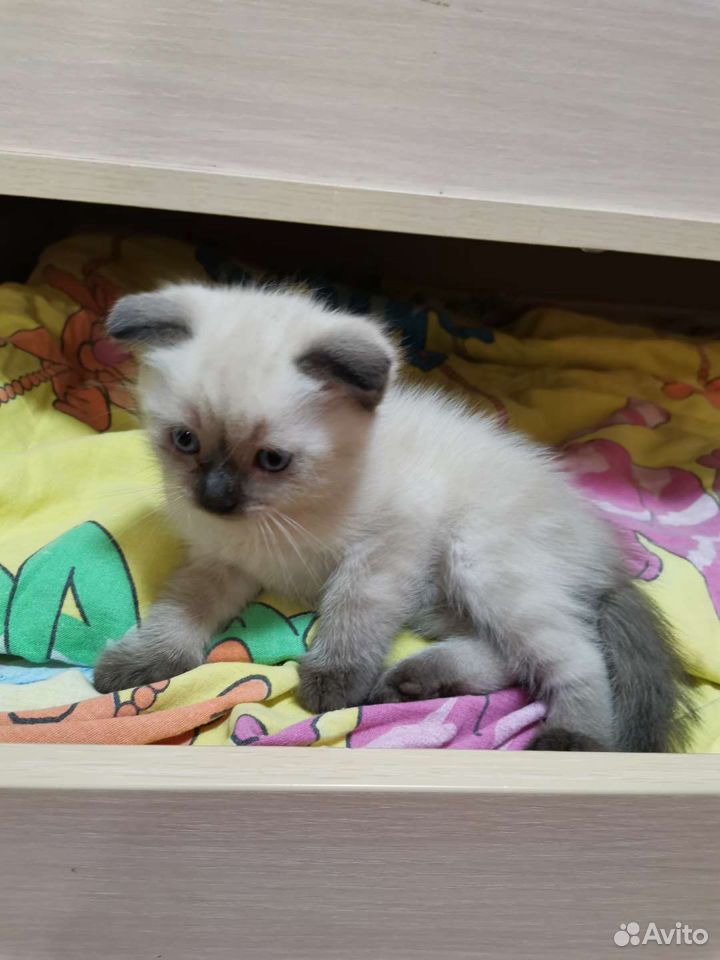 Котенок