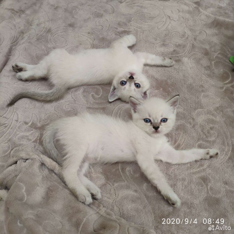 Котята