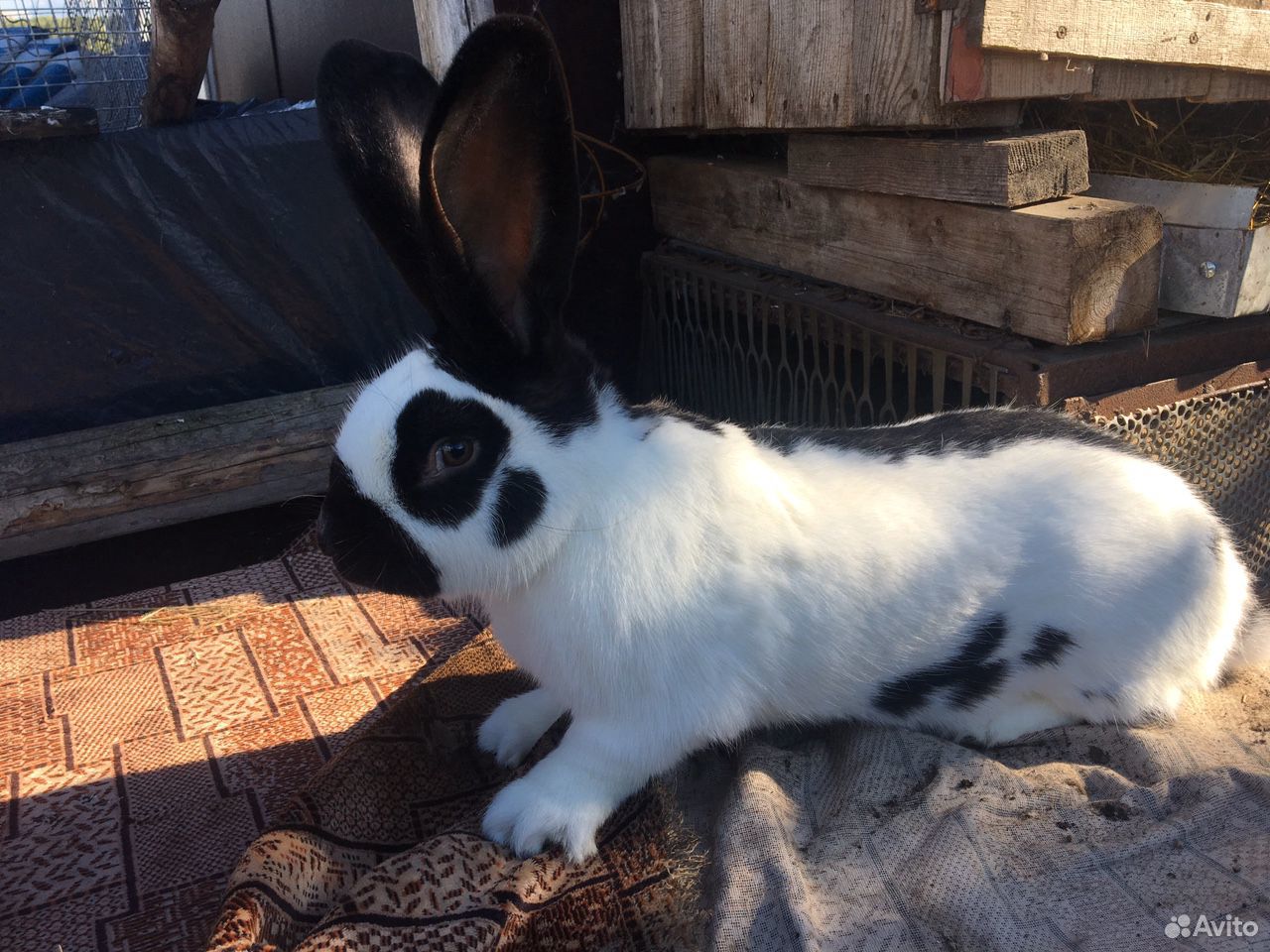 Продам крола нпв