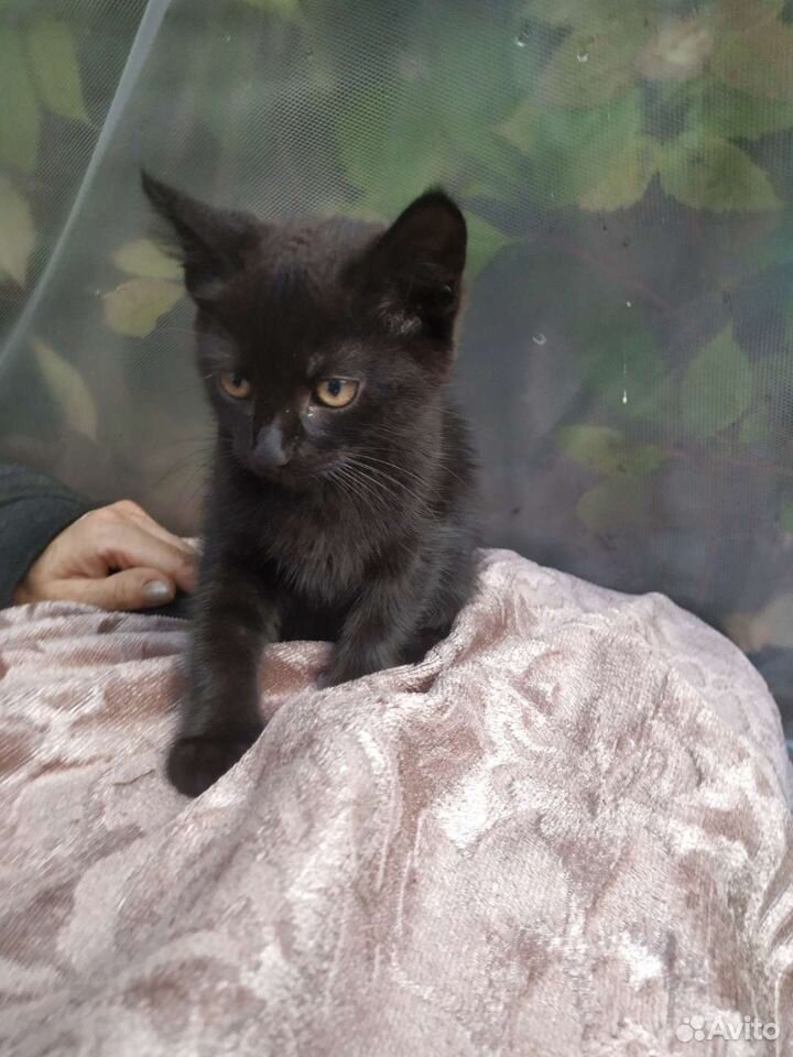 Черный котенок